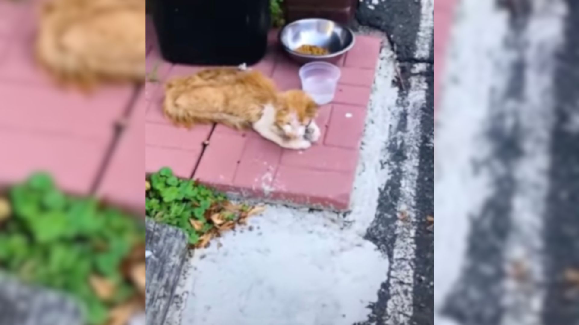 Struggling Cat Comes To A Man’s Backyard Desperately Hoping For A ...